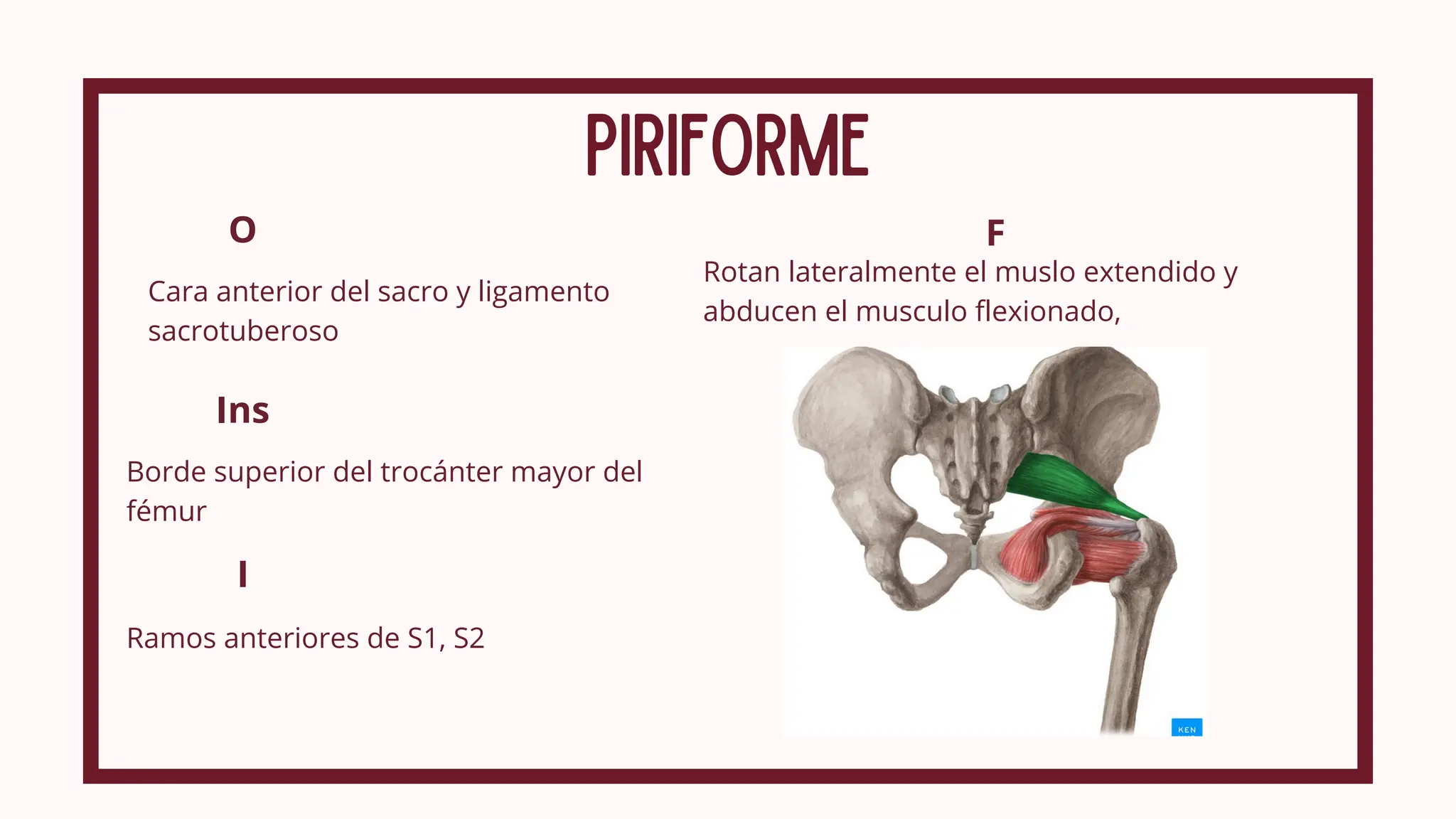 GLUTEO Y MUSCULOS POSTERIORES DEL MUSLO (3).pdf