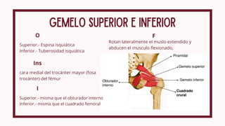 GLUTEO Y MUSCULOS POSTERIORES DEL MUSLO (3).pdf