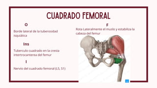 GLUTEO Y MUSCULOS POSTERIORES DEL MUSLO (3).pdf