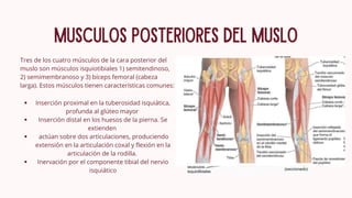 GLUTEO Y MUSCULOS POSTERIORES DEL MUSLO (3).pdf