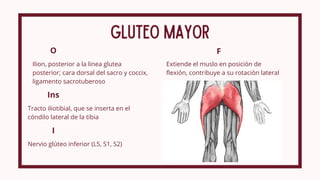 GLUTEO Y MUSCULOS POSTERIORES DEL MUSLO (3).pdf