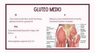 GLUTEO Y MUSCULOS POSTERIORES DEL MUSLO (3).pdf