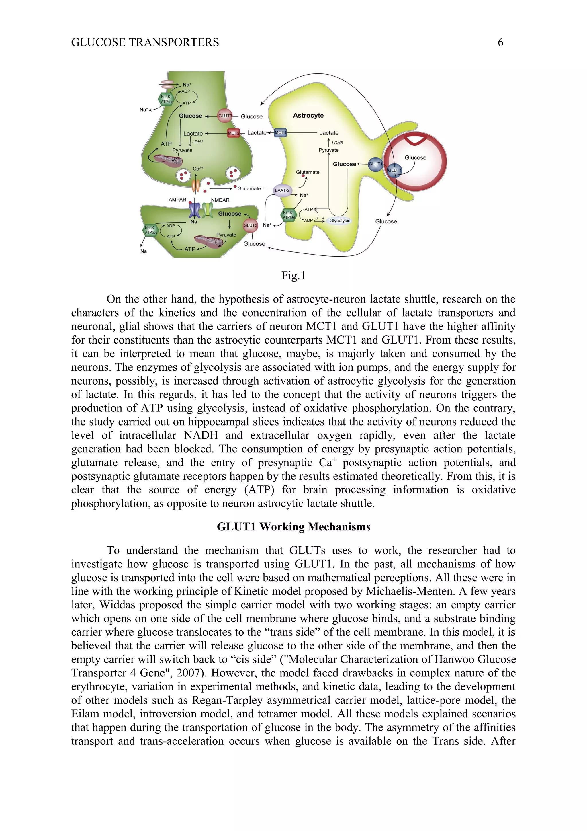 Gluts transporters | DOC