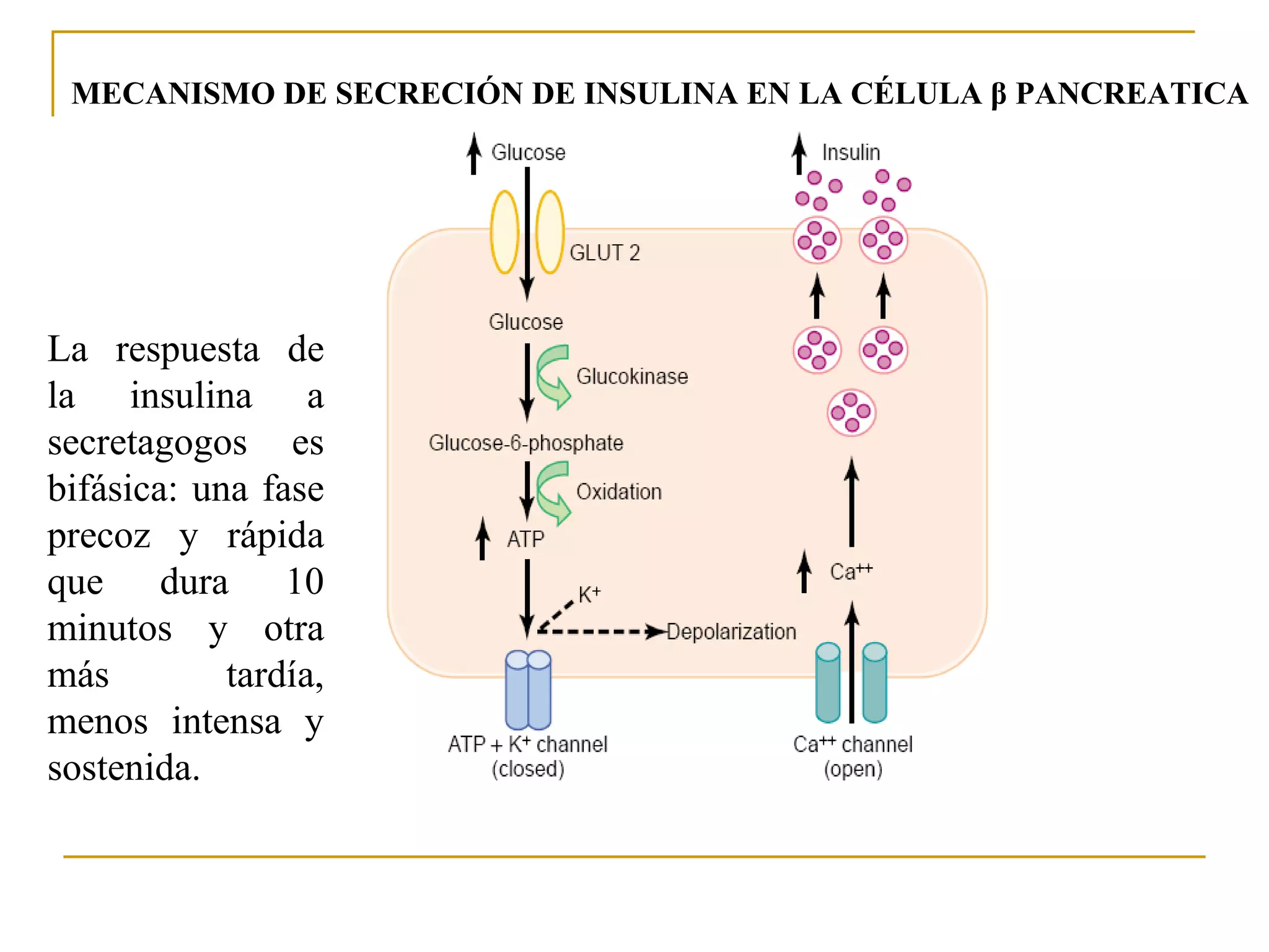Glut y regulacion de la secrecion de la insulina | PPT