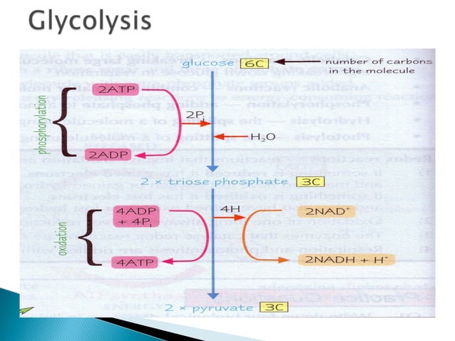 Glycolysis | PPT