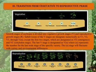 glycerin max morphology and technology.pptx