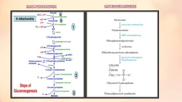 Glyceroneogenesis