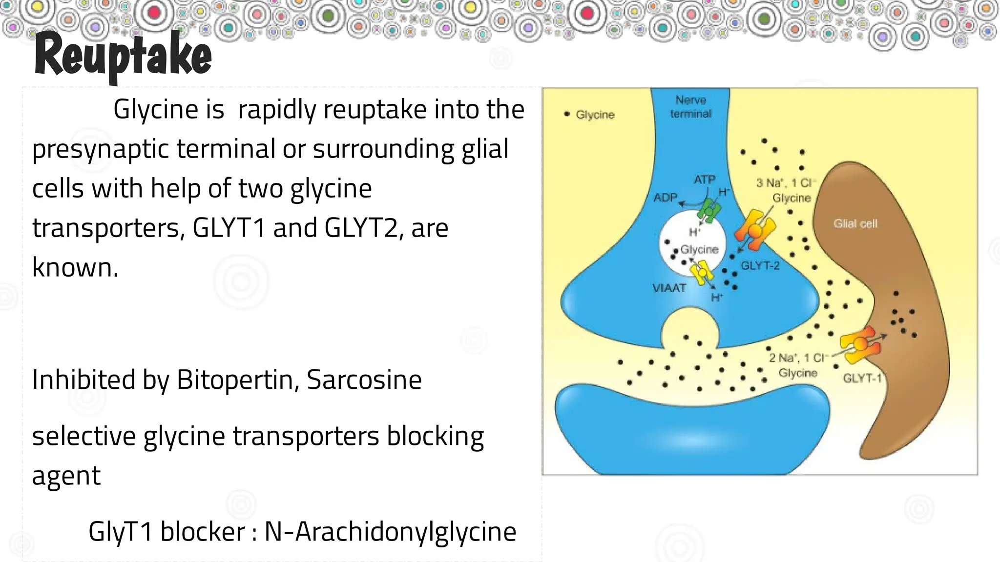 Glycine Neurotransmitter | PDF