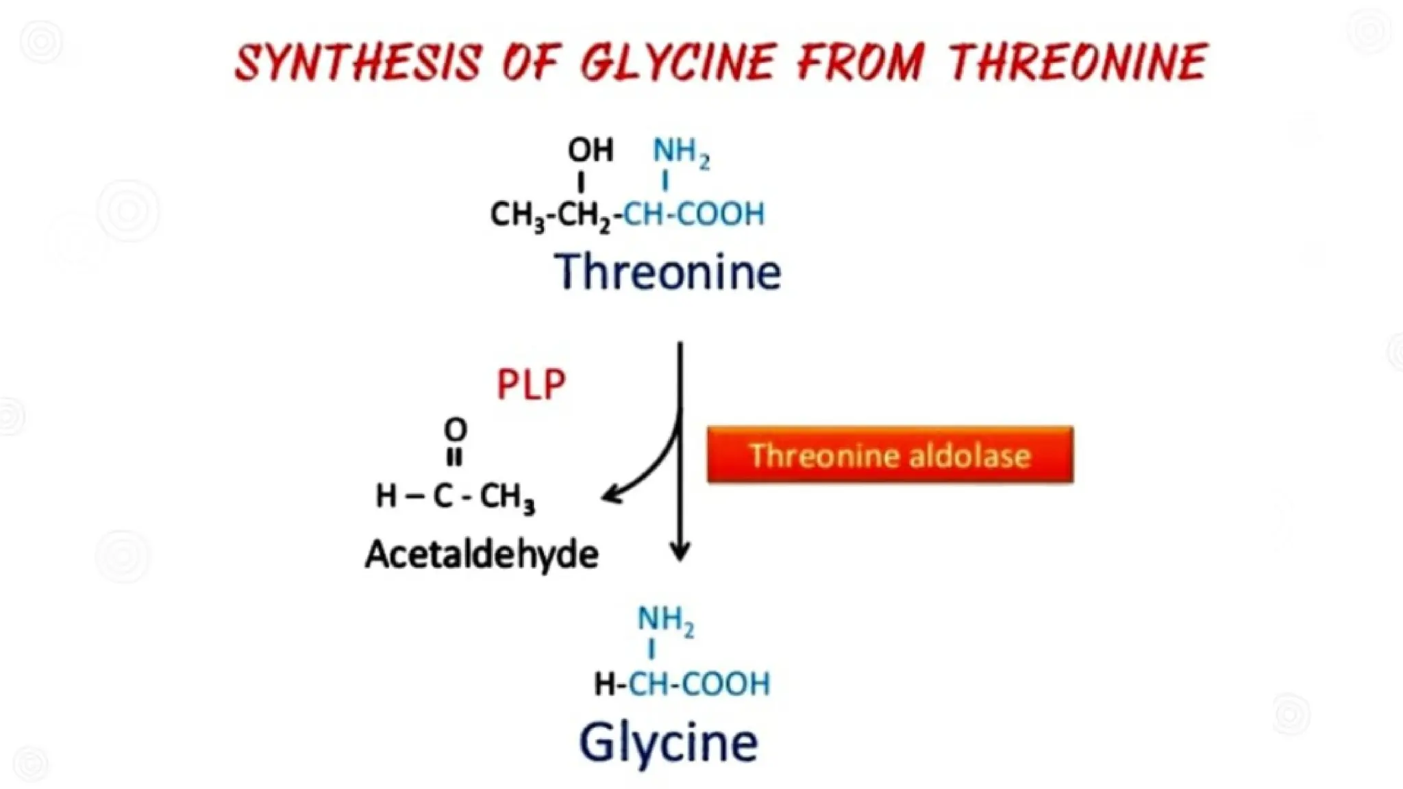 Glycine Neurotransmitter | PDF