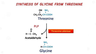 Glycine Neurotransmitter | PDF