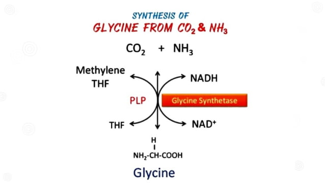 Glycine Neurotransmitter | PDF