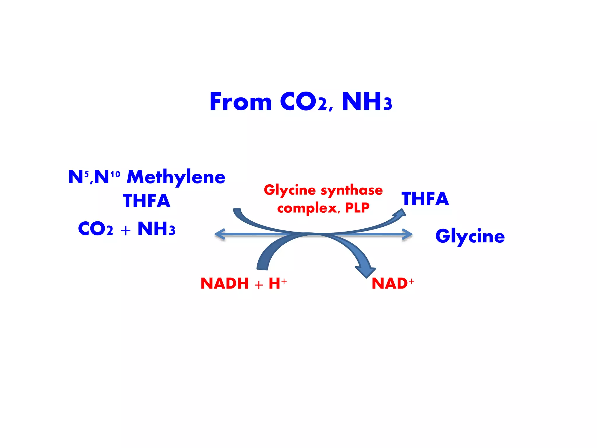 glycine-metabolism.ppt