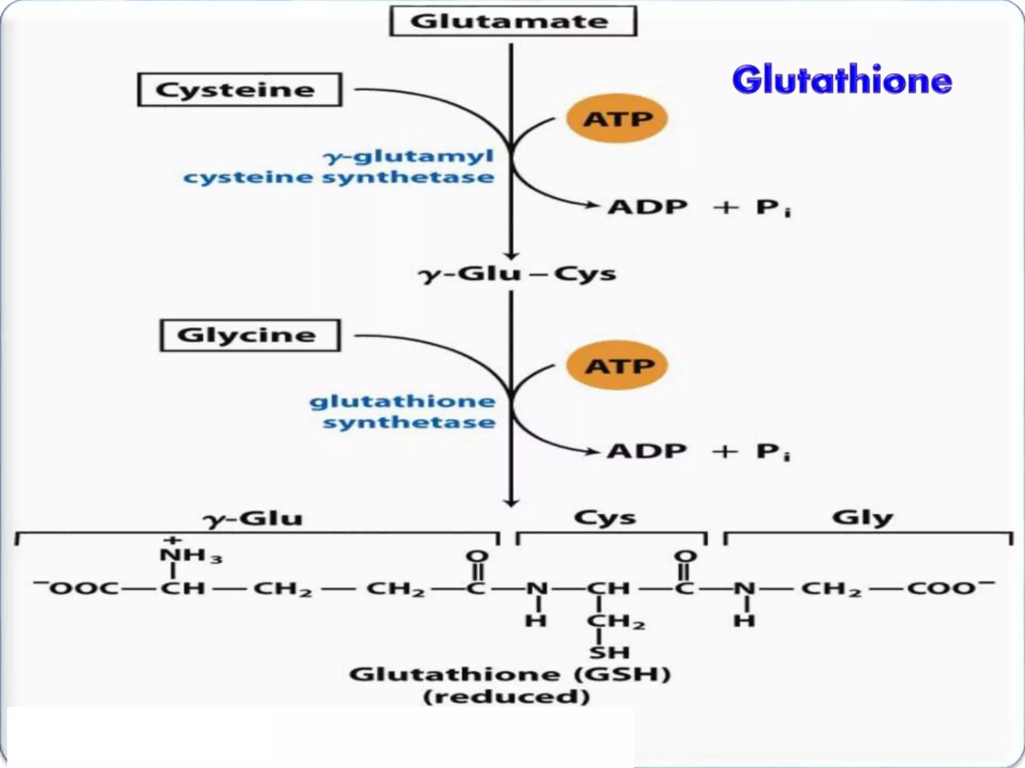 glycine-metabolism.ppt