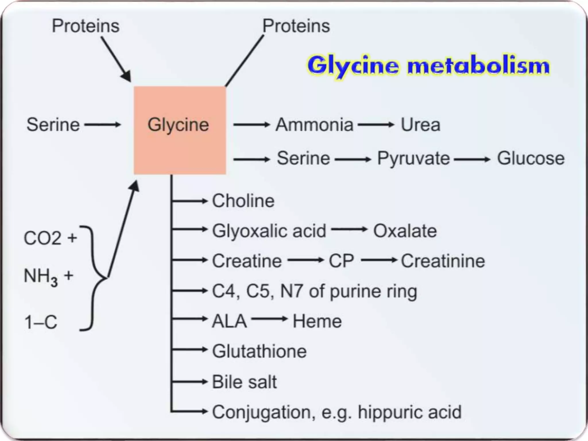 glycine-metabolism.ppt