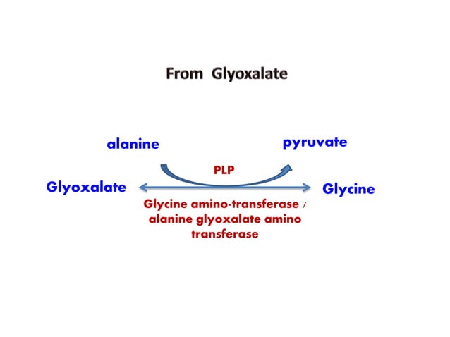 glycine-metabolism.ppt