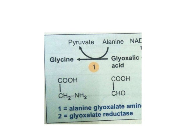 glycine-metabolism.ppt