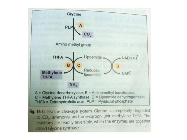 glycine-metabolism.ppt