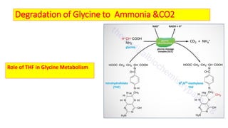 Glycine metabolism & its clinical significance | PDF