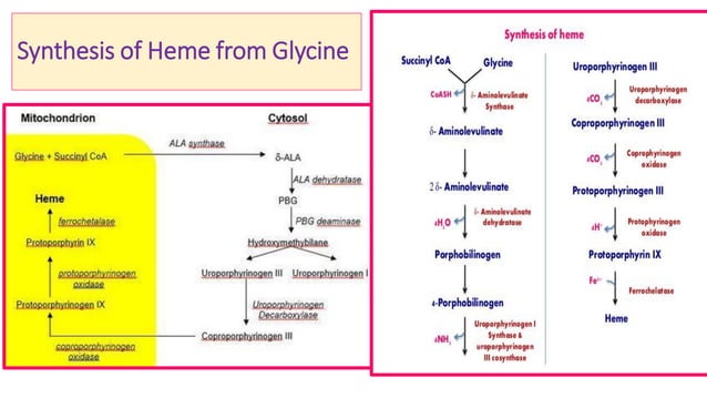 Glycine metabolism & its clinical significance | PDF