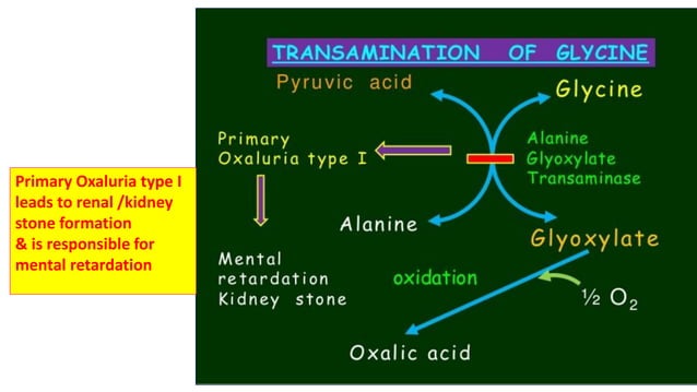 Glycine metabolism & its clinical significance | PDF