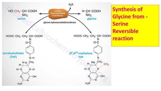 Glycine metabolism & its clinical significance | PDF