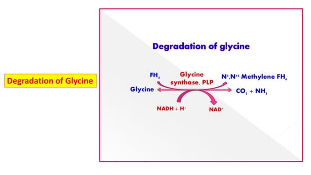 Glycine metabolism & its clinical significance | PPT | Free Download