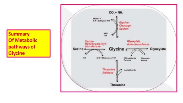 Glycine metabolism & its clinical significance