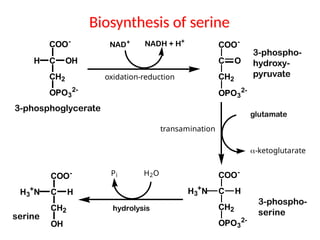 GLYCINE METABOLISM.pptxnnnnnnnnnmmmmmmmm | PPTX