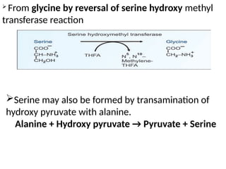 GLYCINE METABOLISM.pptxnnnnnnnnnmmmmmmmm | PPTX