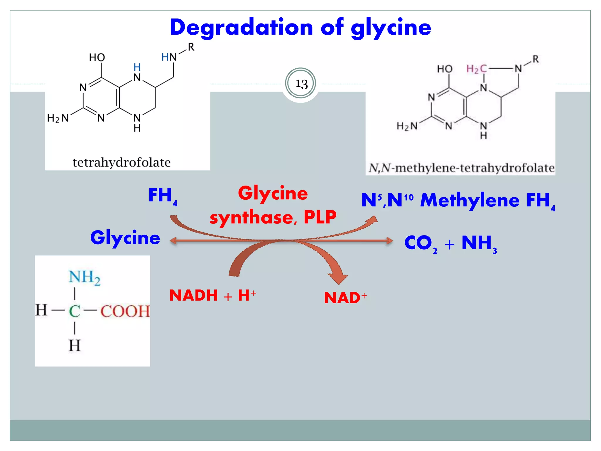 Glycine metabolism and specialised products of amino acids | PPTX
