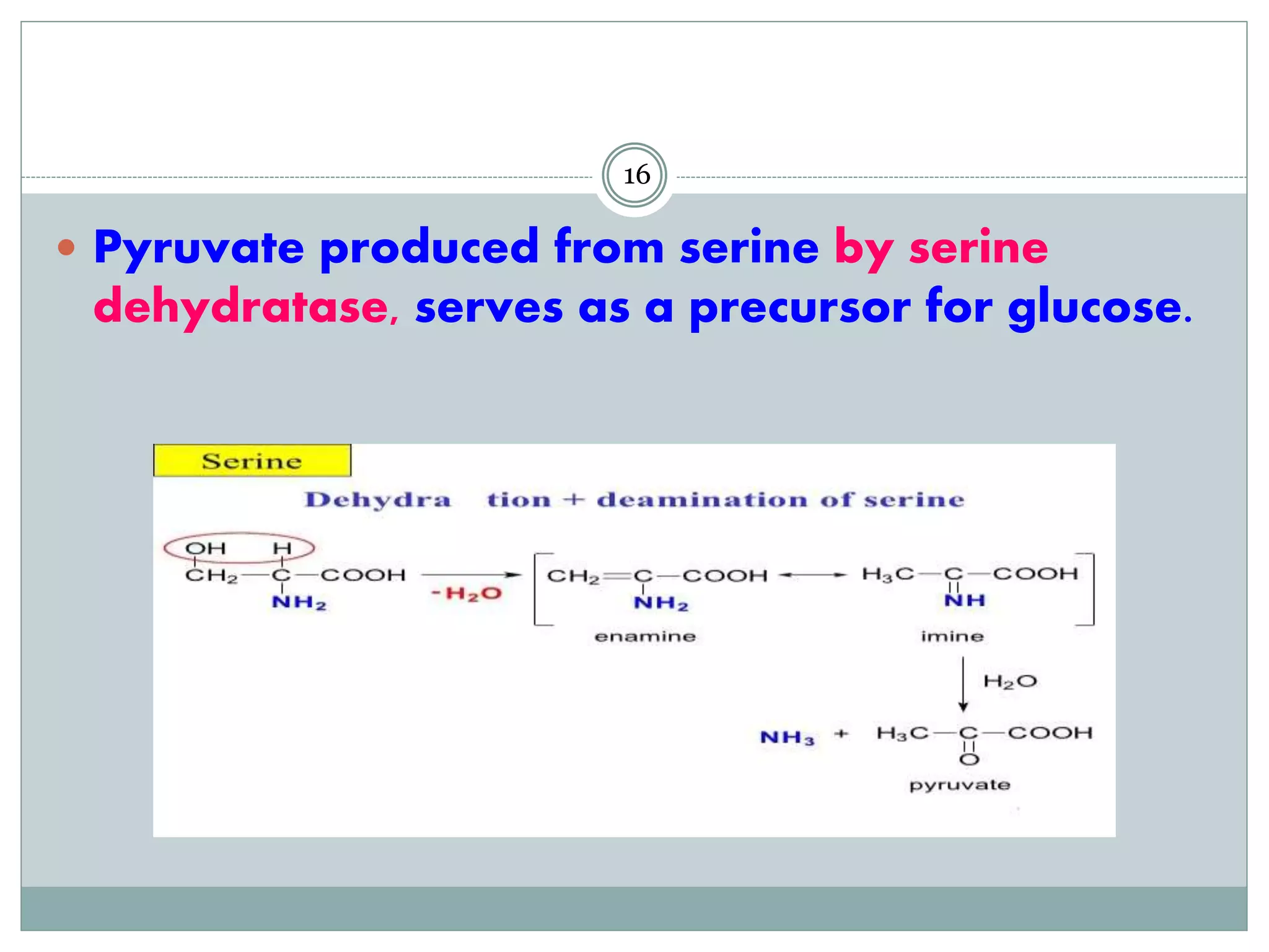 Glycine metabolism and specialised products of amino acids | PPTX