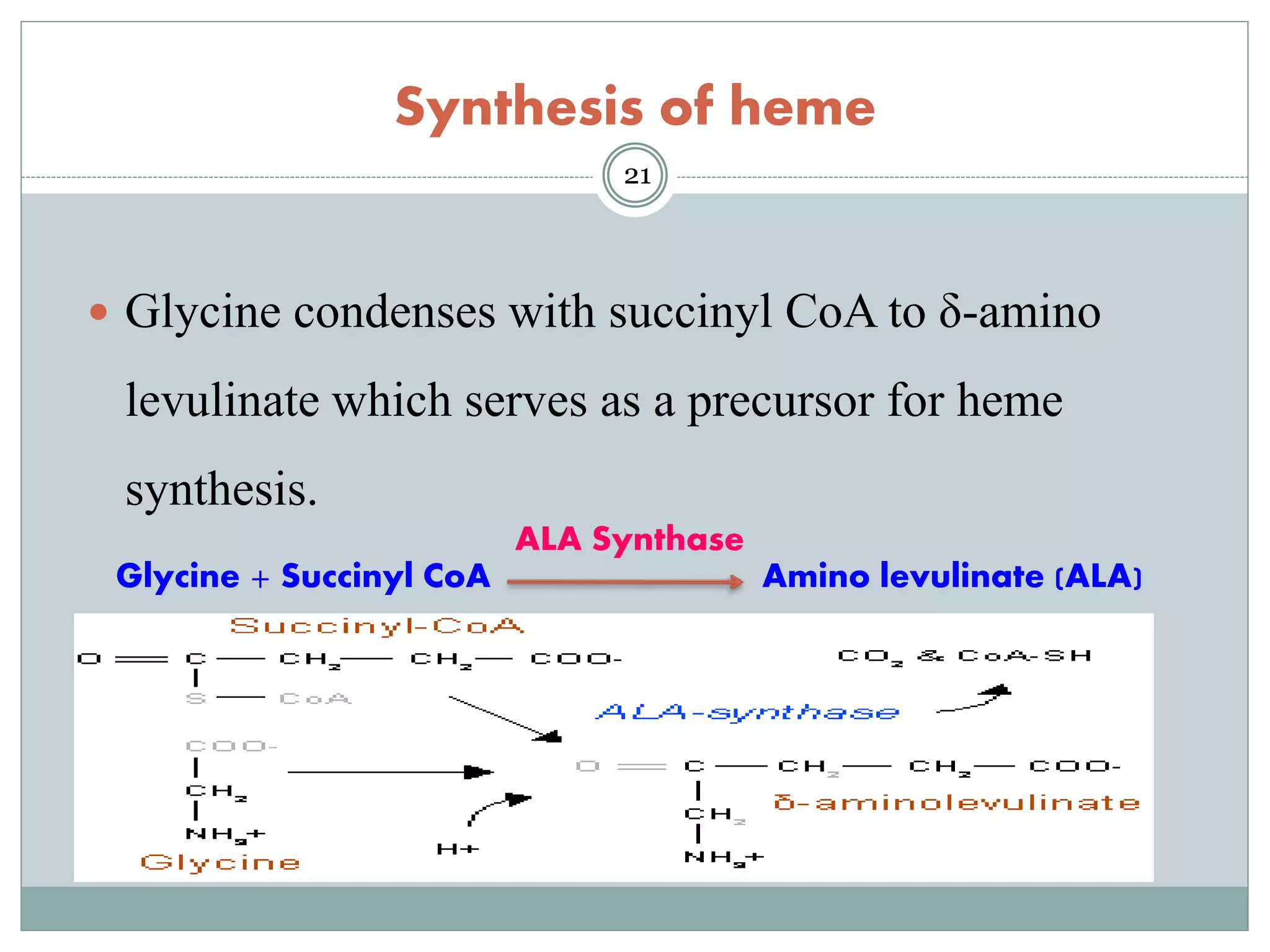 Glycine metabolism and specialised products of amino acids | PPTX