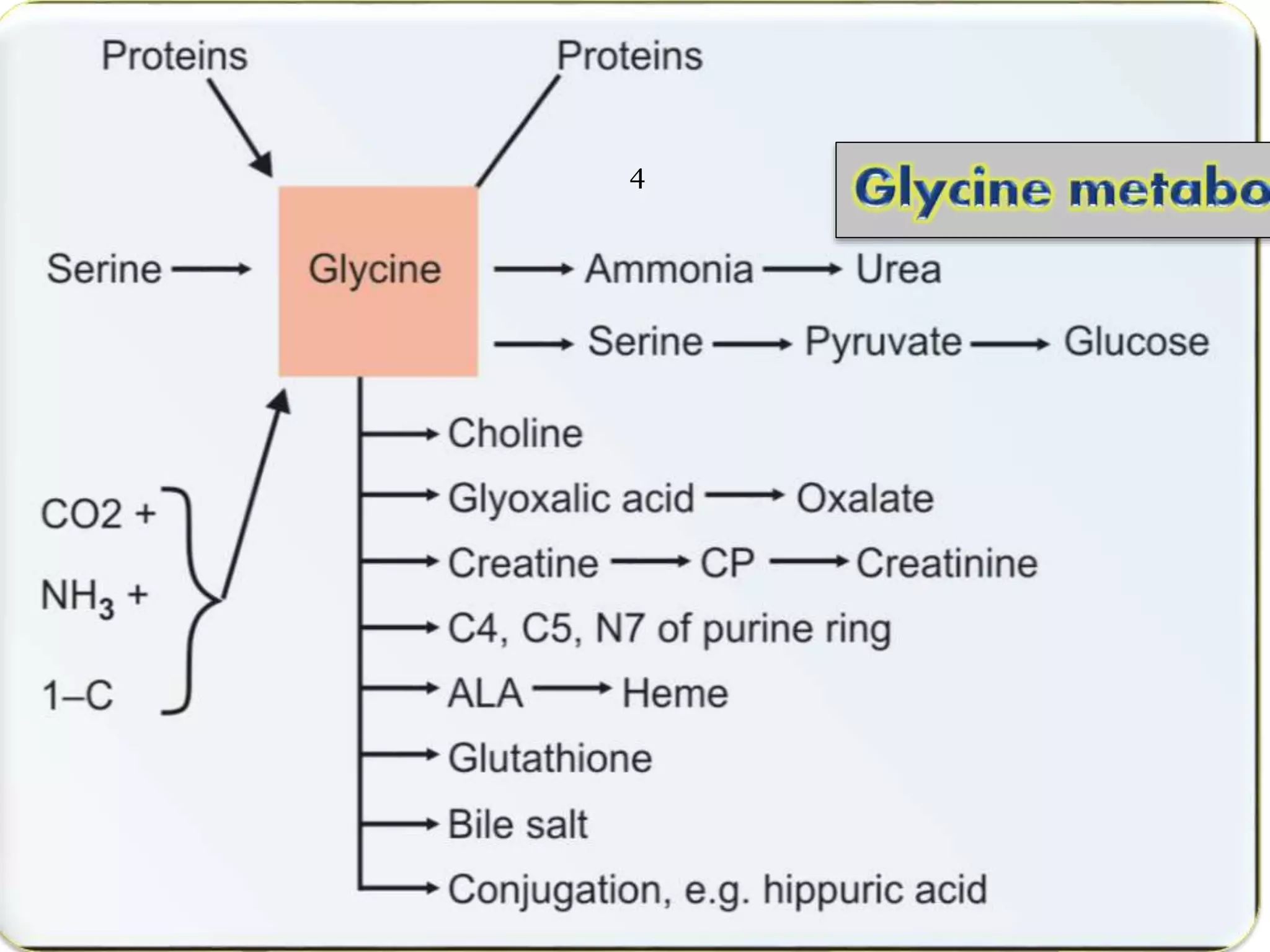 Glycine metabolism and specialised products of amino acids | PPTX