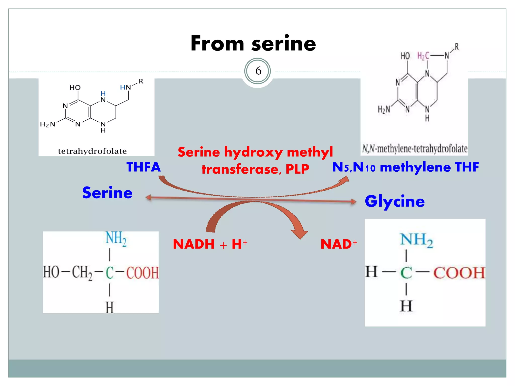 Glycine metabolism and specialised products of amino acids | PPTX