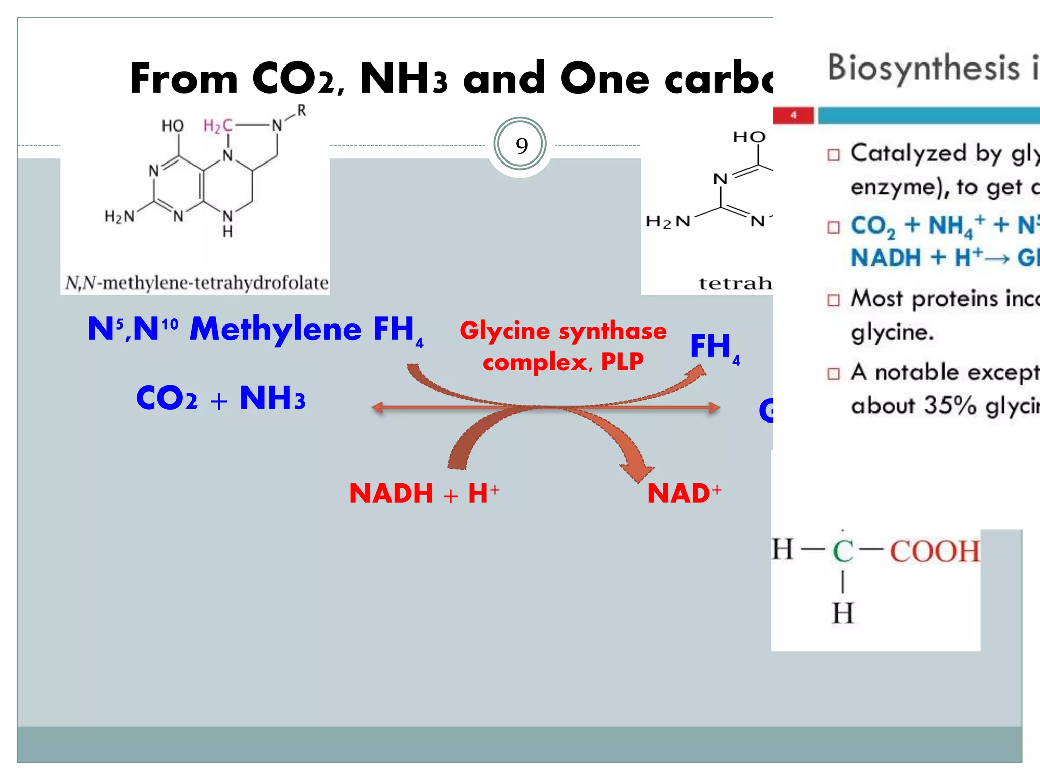 Glycine metabolism and specialised products of amino acids | PPTX