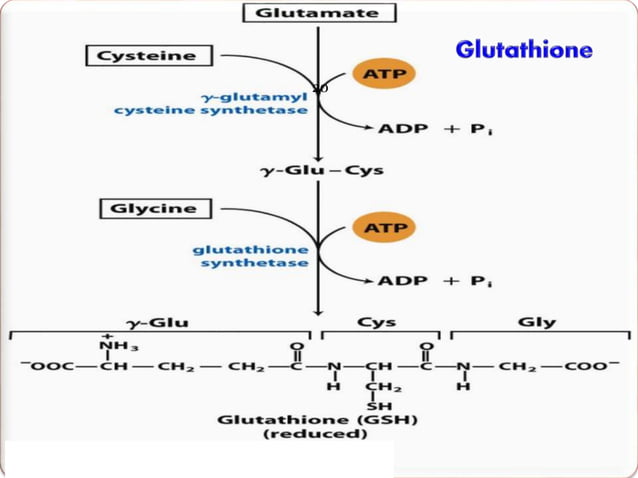 Glycine metabolism and specialised products of amino acids | PPTX ...