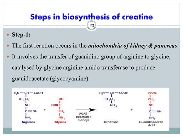 Glycine metabolism and specialised products of amino acids | PPTX ...
