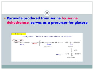 Glycine metabolism and specialised products of amino acids | PPT