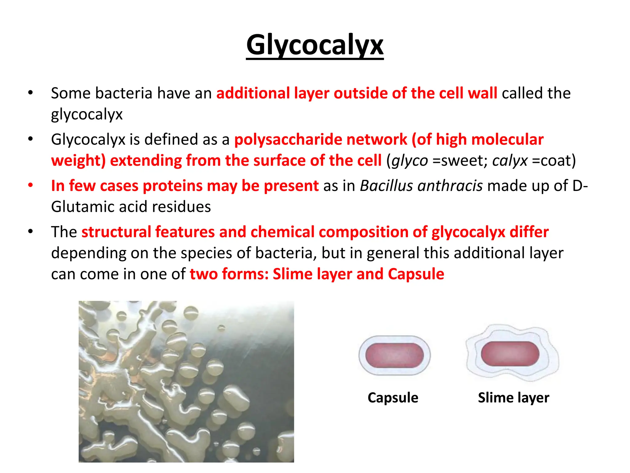 Glycocalyx capsule an brief overview.pdf