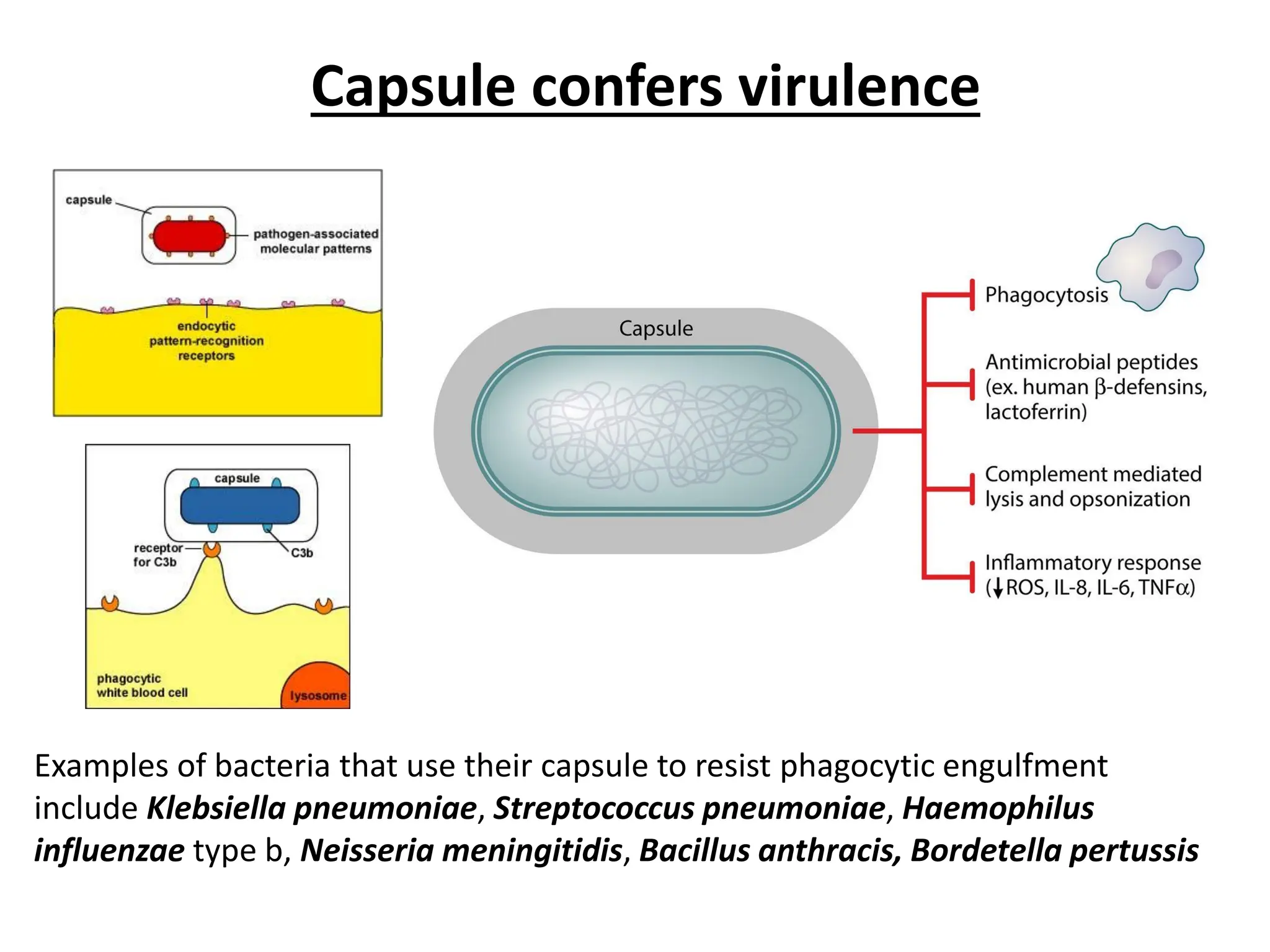 Glycocalyx capsule an brief overview.pdf