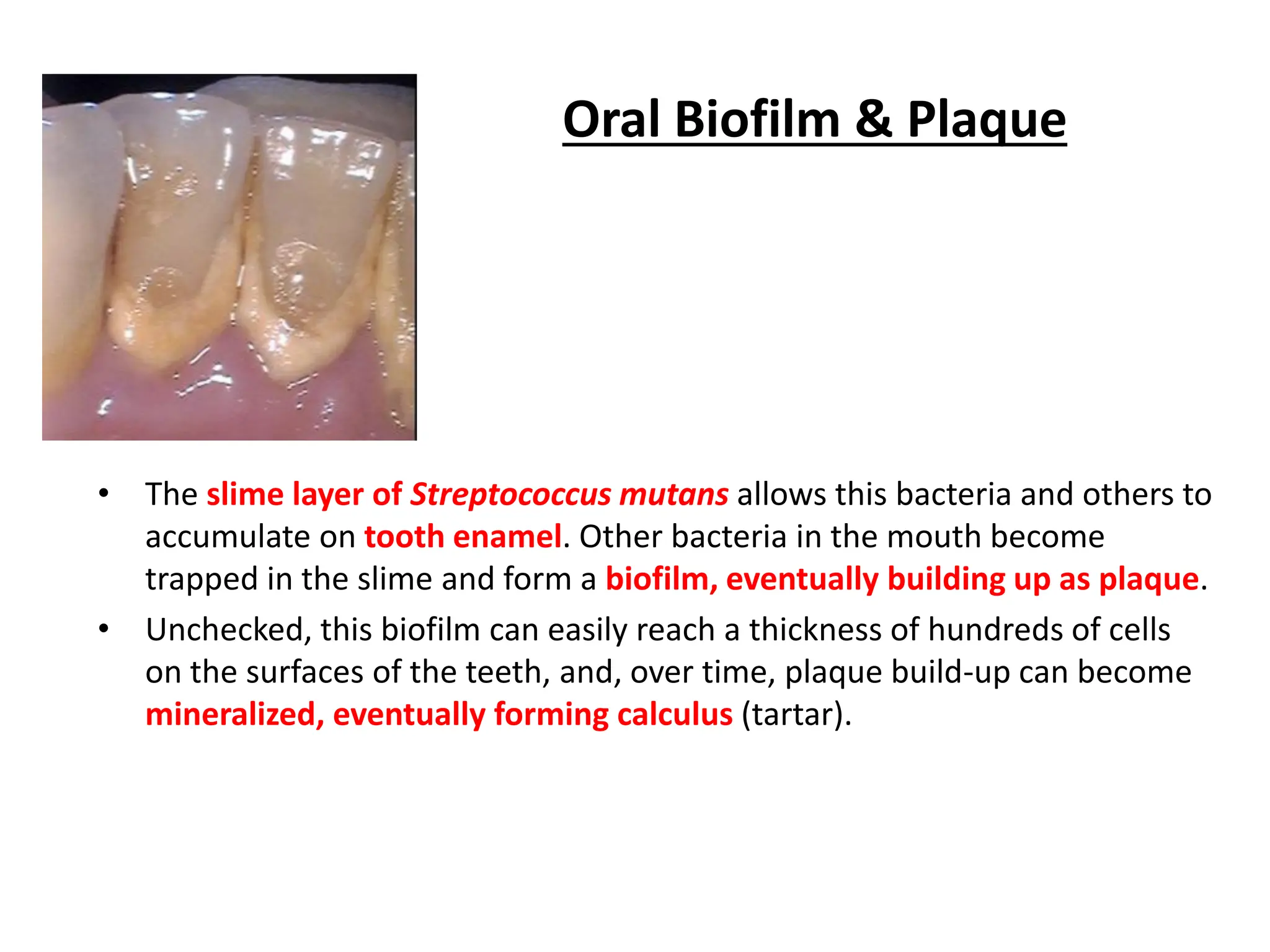 Glycocalyx capsule an brief overview.pdf