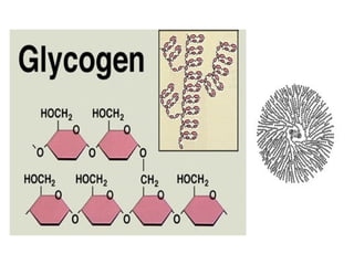 Glycogen Metabolism | PPT