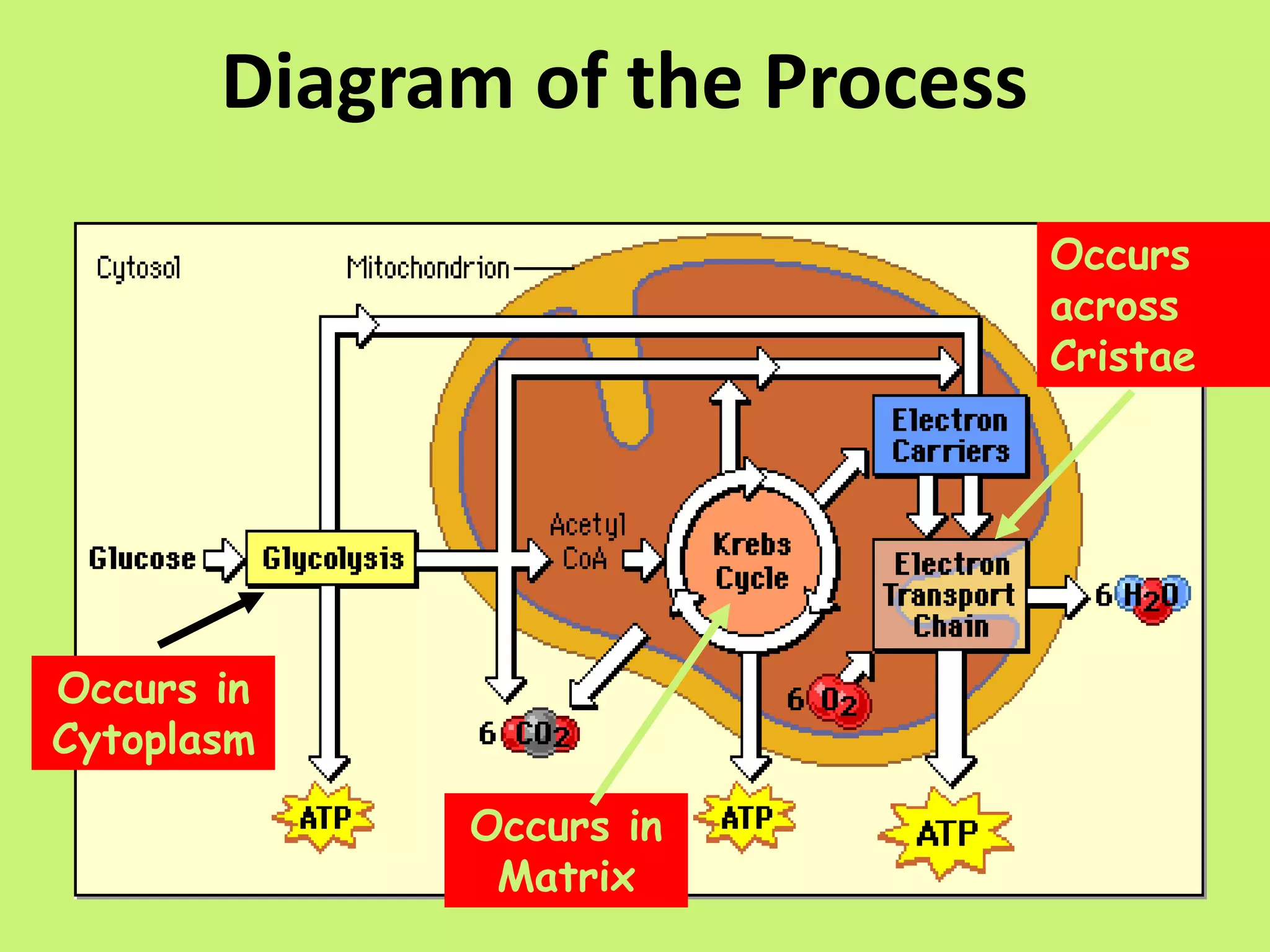 Glycogen by Shivneel Singh | PPTX