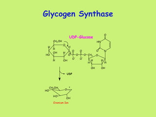 Glycogen by Shivneel Singh | PPT