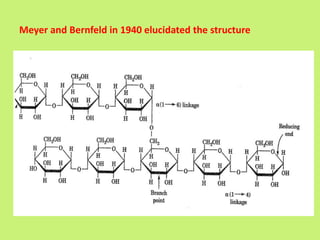 Glycogen by Shivneel Singh | PPT