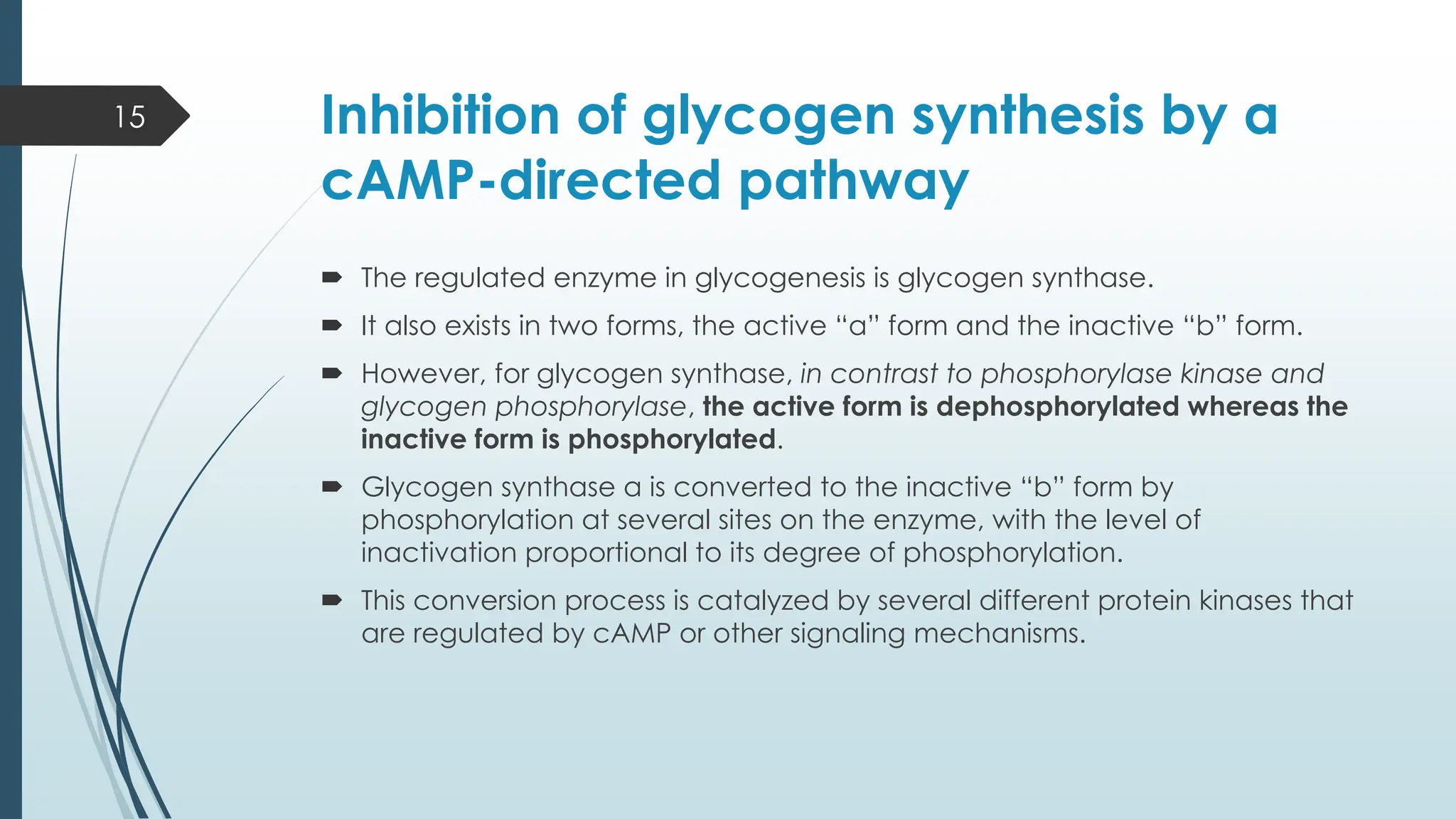 Glycogen regulation and its metabolism .pdf