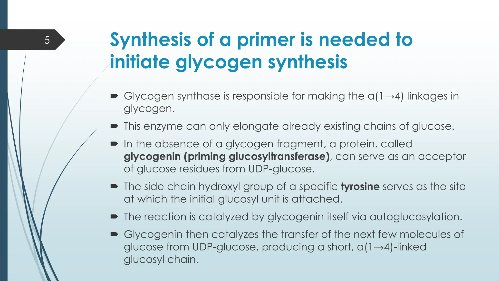 Glycogen regulation and its metabolism .pdf