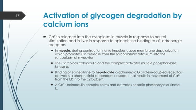 Glycogen regulation and its metabolism .pdf