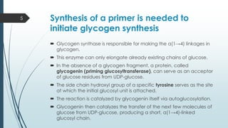 Glycogen regulation and its metabolism .pdf