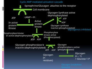 Glycogen.pptx ffffffffffffffffffffffffffffffff | PPT